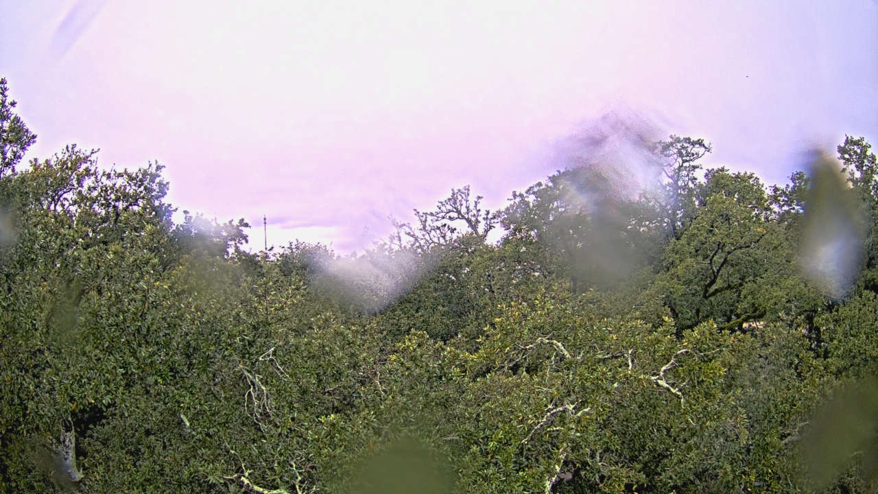 Metairie Club Gardens Live Weather Cam - 24 Hr Weather Replay ...